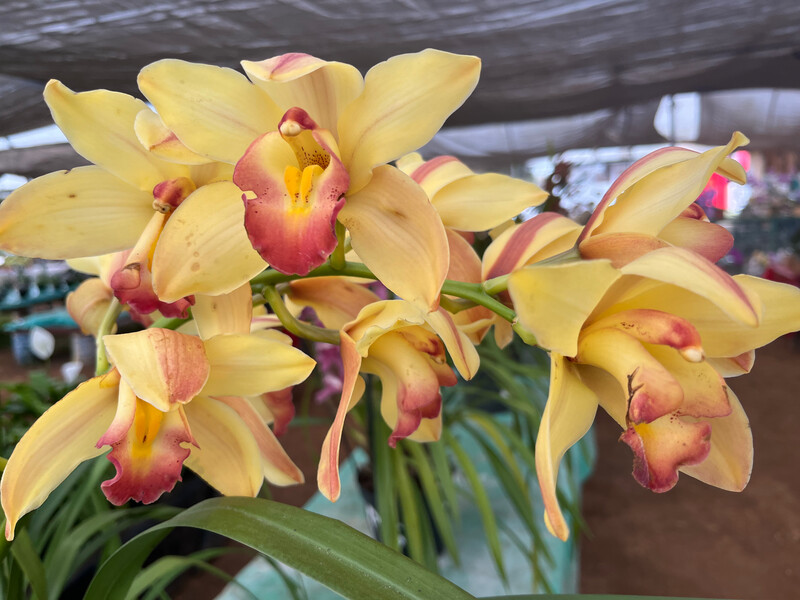 ORQUÍDEAS CYMBIDIUM