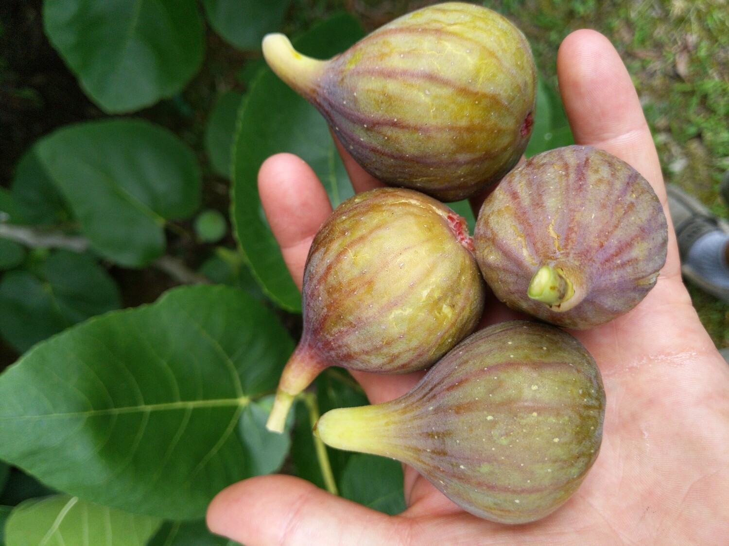 Fig – Shop – Direcraft