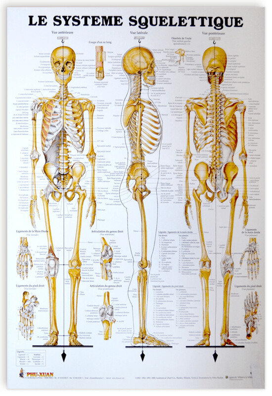 Planche du système squelettique