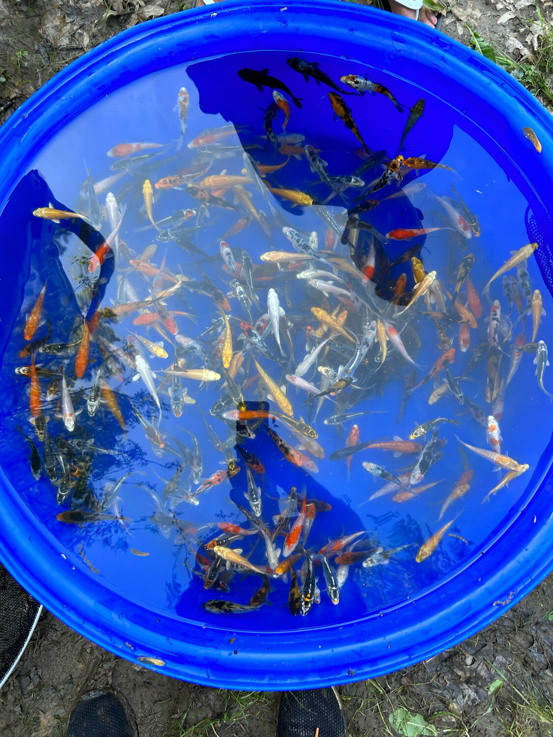 High Quality Koi - Shop - Ohio Aquatic Distributors