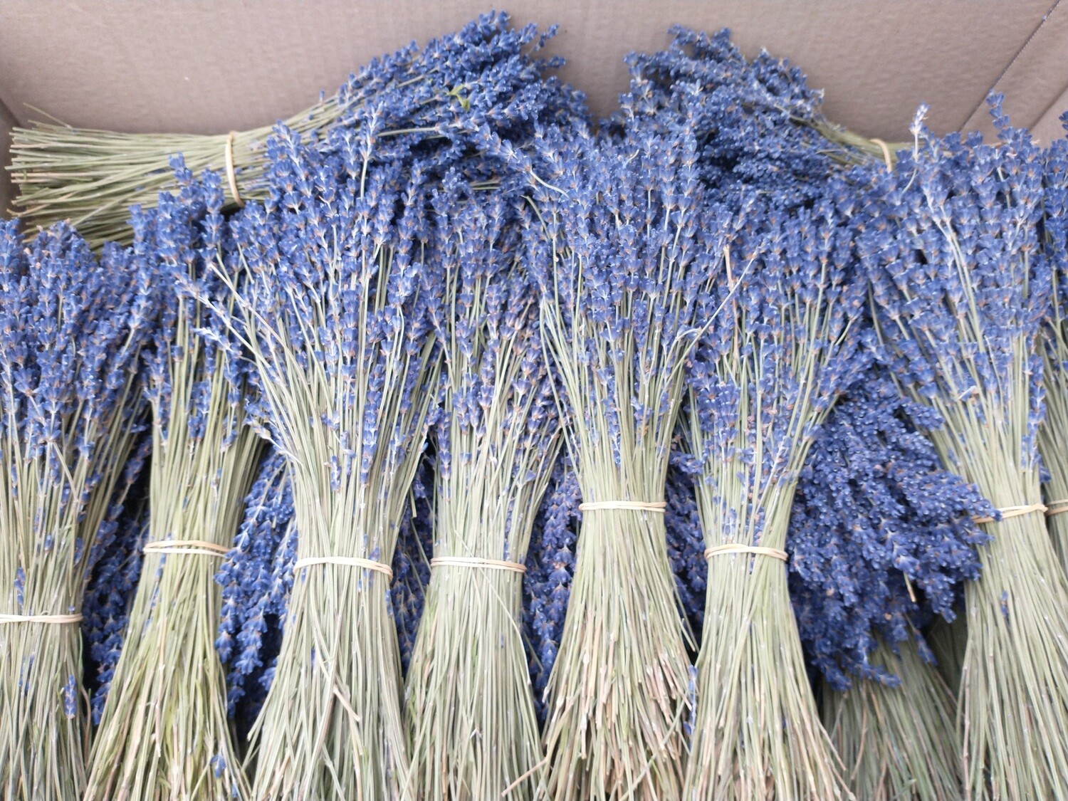 Dried lavender bunches - Daisyshop - Buy dried flowers