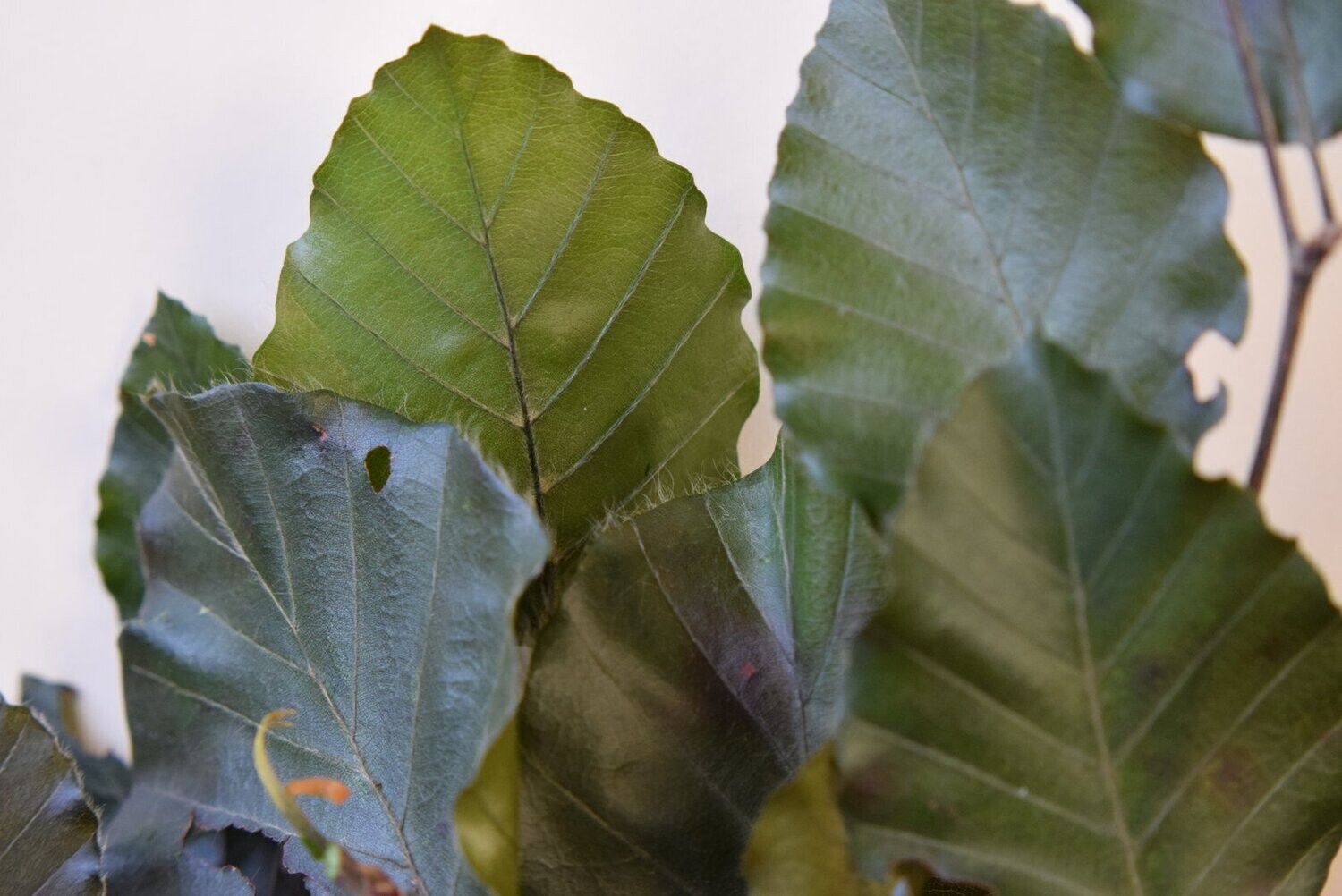 Dried foliage - Preserved leaves, palms, greenery - Buy dried flowers