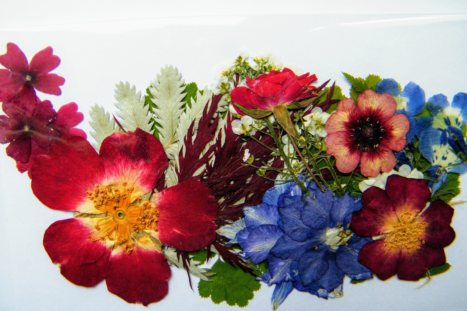 Buy pressed flowers UK for resin and craft - Buy dried flowers