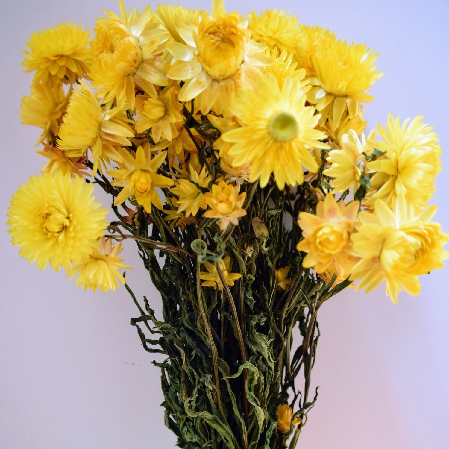 Yellow dried flowers for arrangements and bouquets - Buy dried flowers