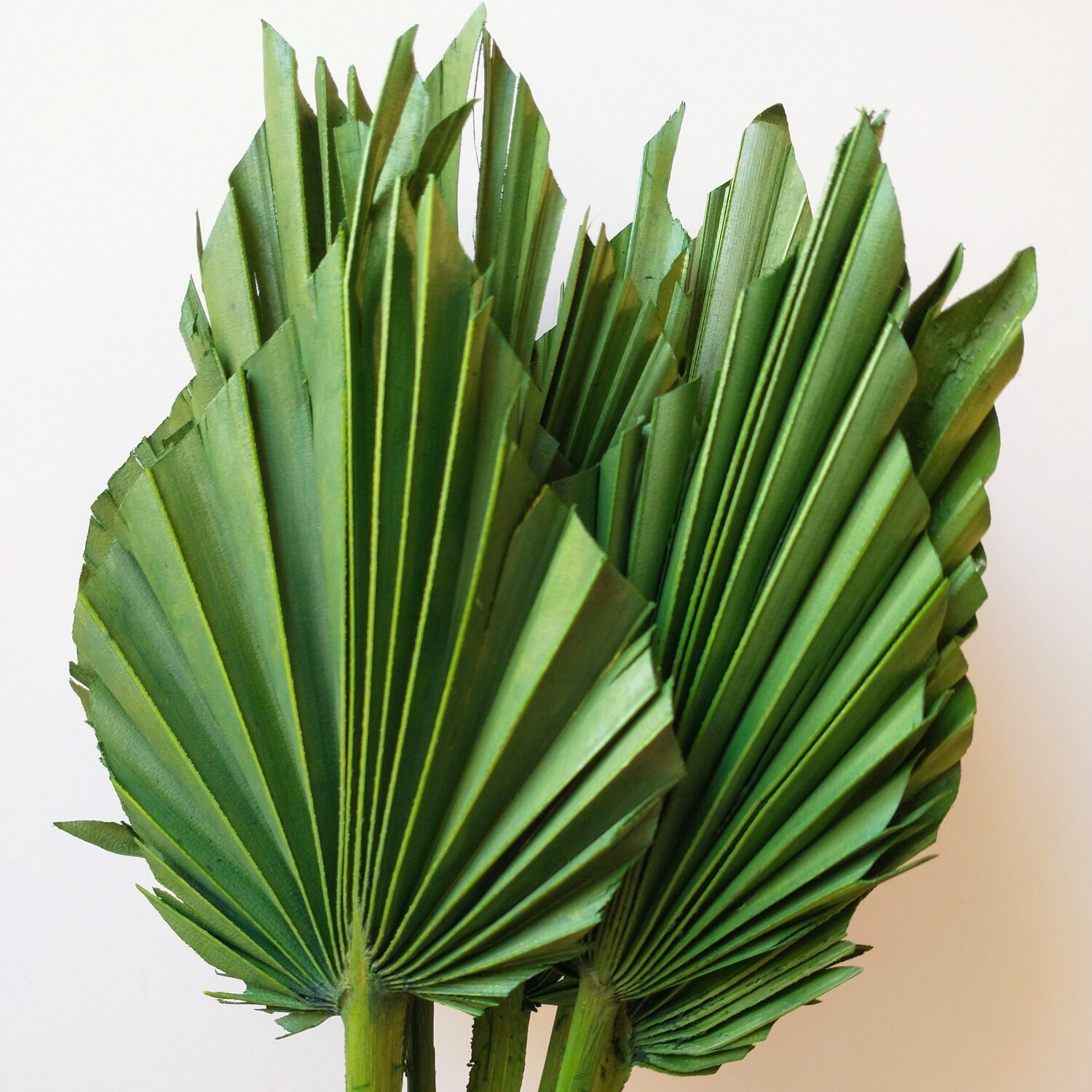 Green dried flowers natural or dyed - Daisyshop - Buy dried flowers