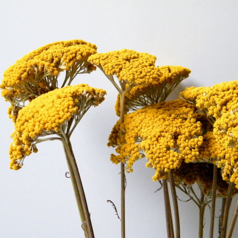 UK dried flowers showcase - British dry bunches - Buy dried flowers