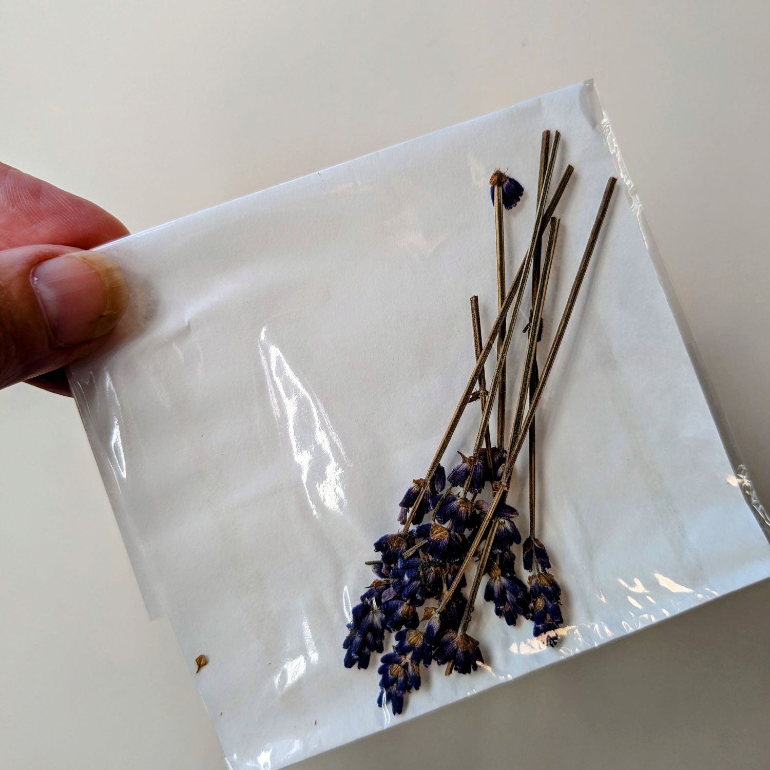 Pressed Lavender pack of 7 UK - Daisyshop - Buy dried flowers