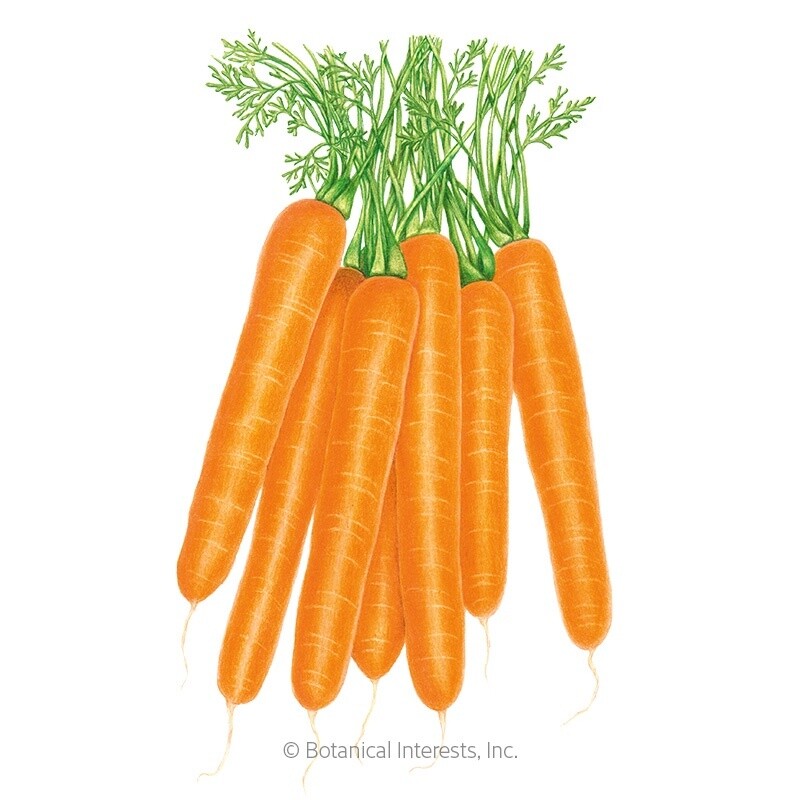 Carrot Scarlet Nantes Organic Heirloom