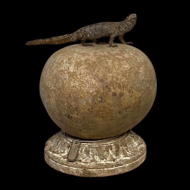 Specimen of taxidermy in a curiosities OPLURUS CYCLURUS, circa 19th century