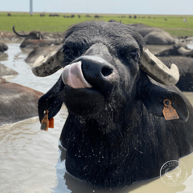 Online bestellen | The Buffel Company