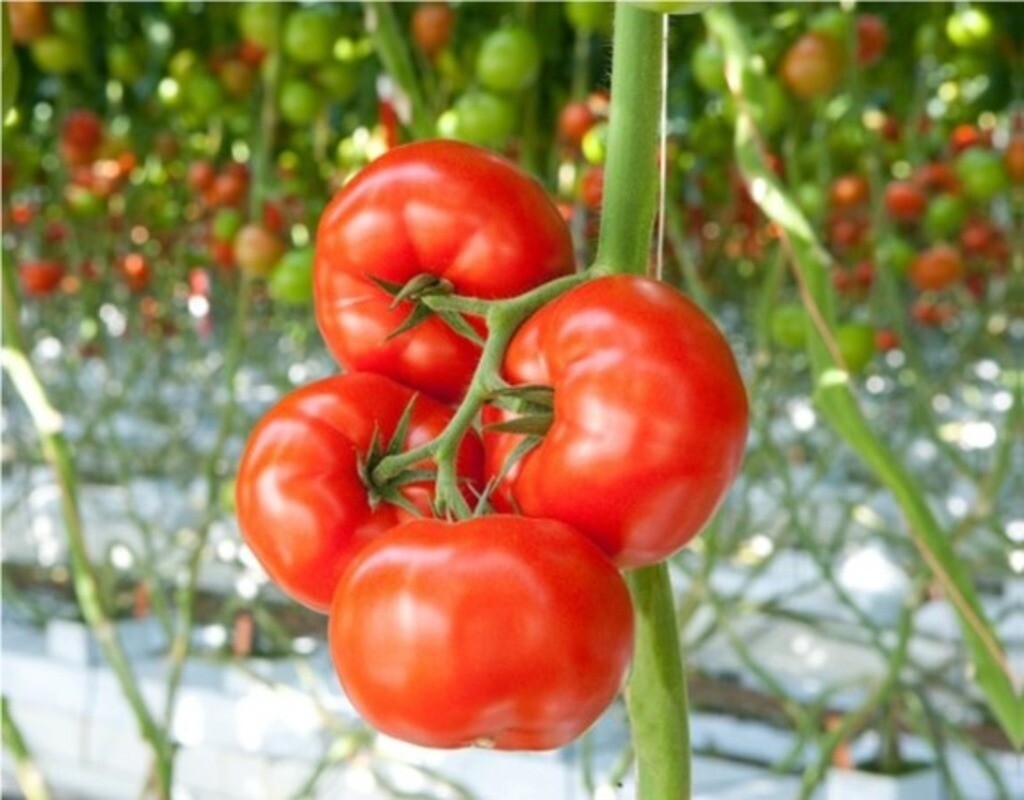 Tomate rouge (Rebelski)