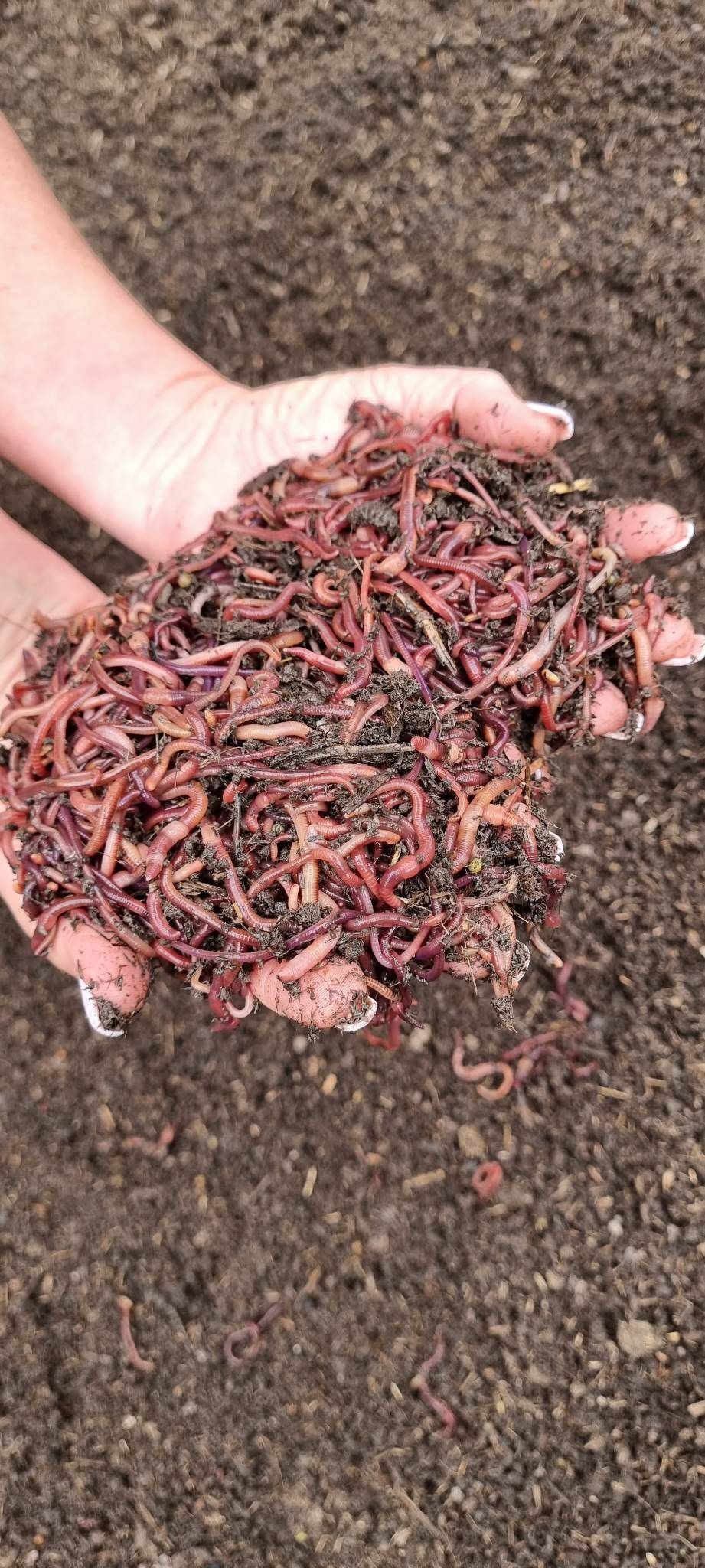Australian Worms
