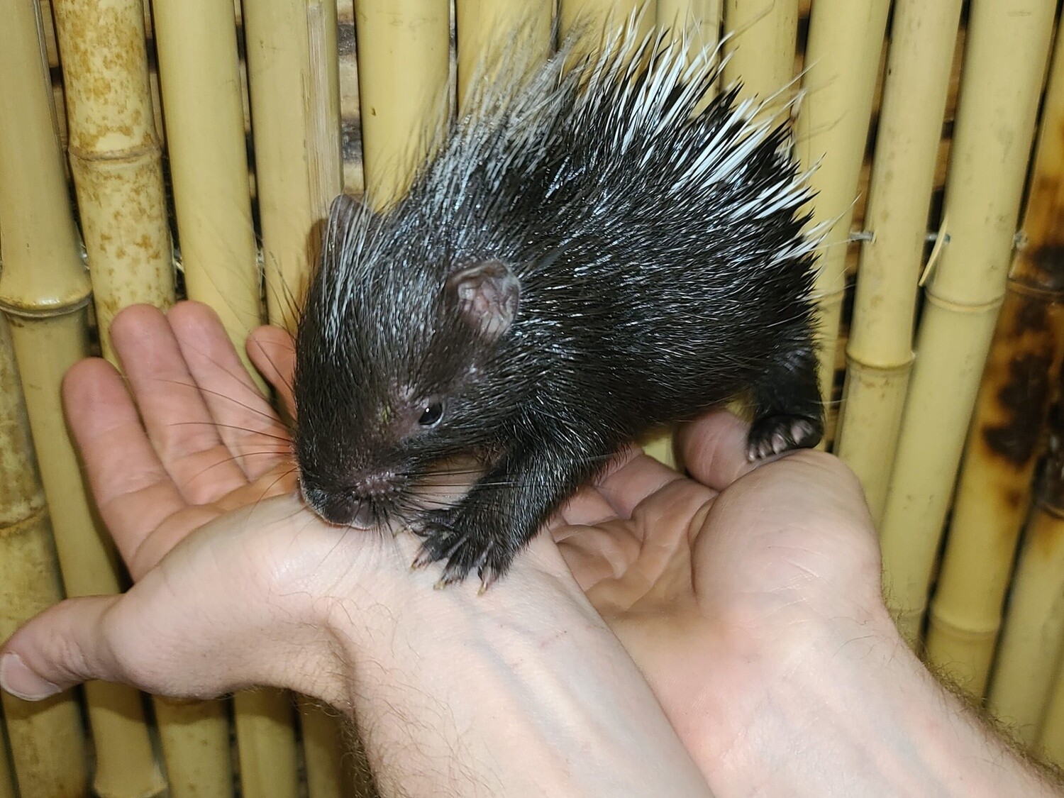 Baby African Porcupine