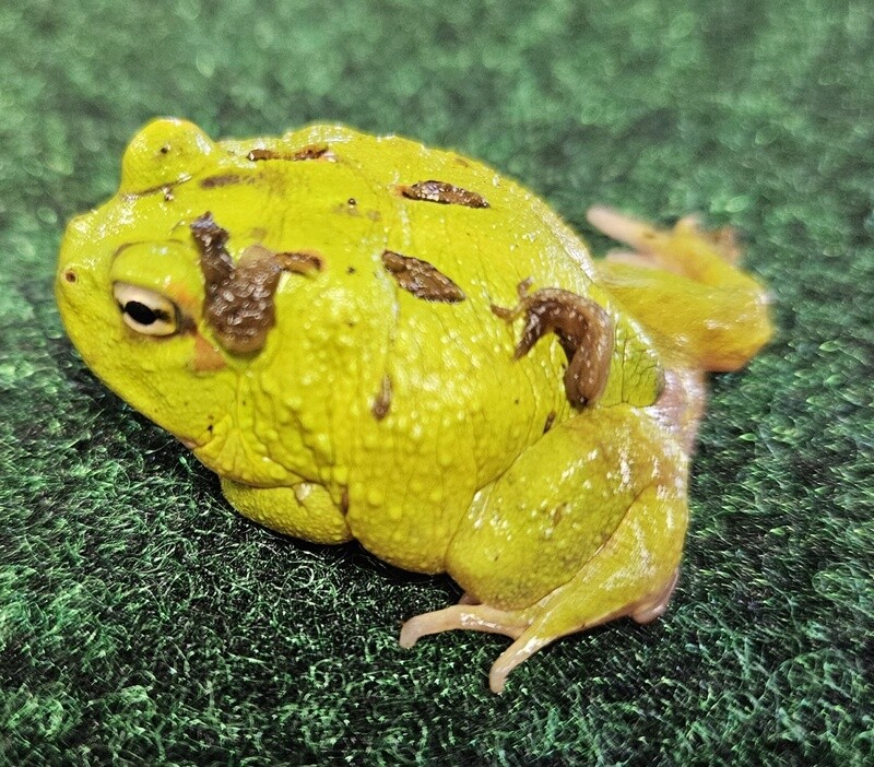 Panhandle Exotics, your exotic pet store!