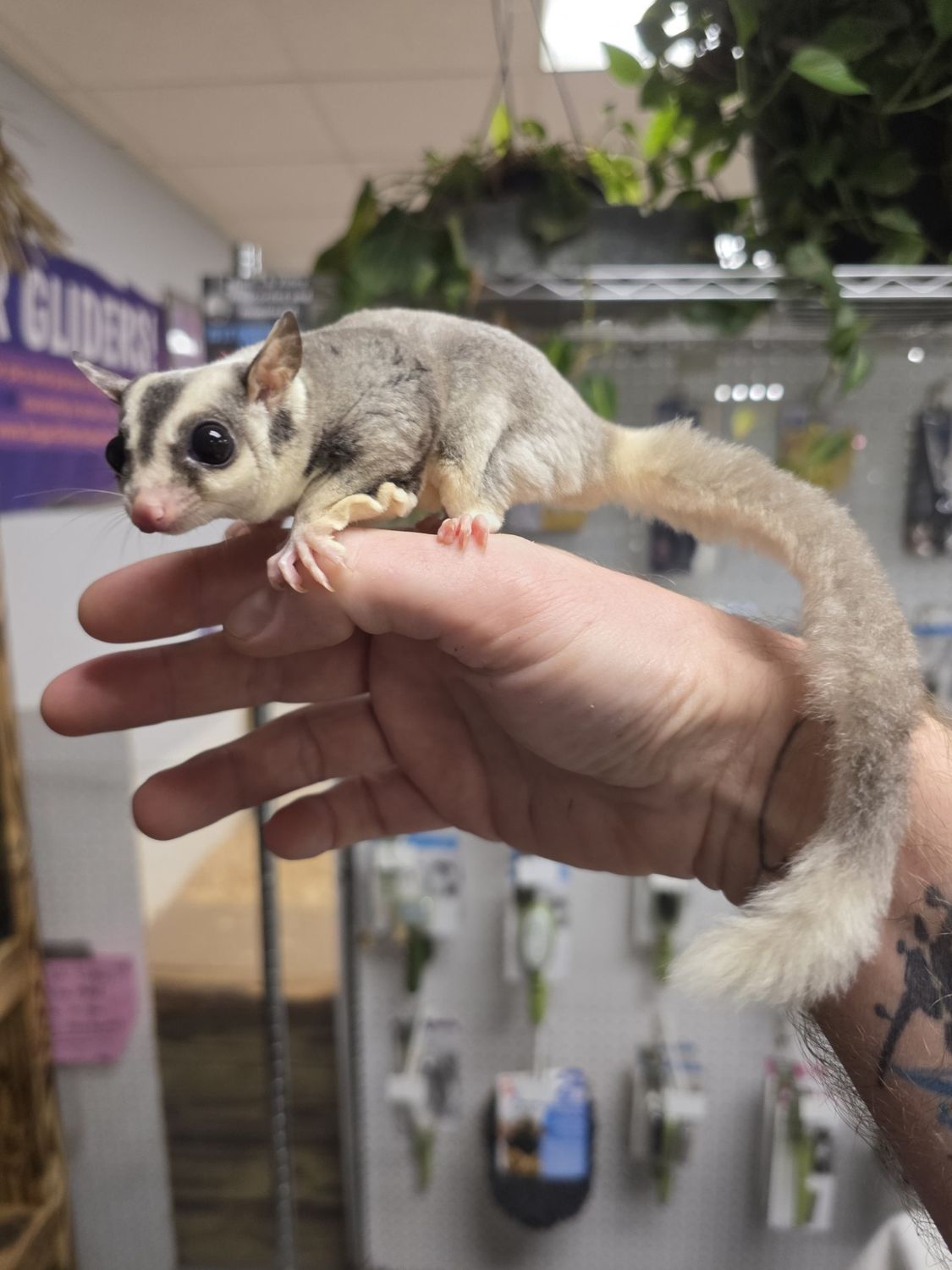 ringtail squirrel glider for sale 🪀 Ring-tail, cow-eared, Sugar Glider ...