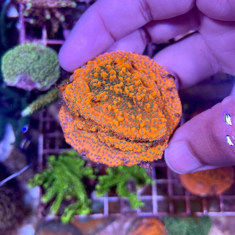 Tyree Megachrome Montipora