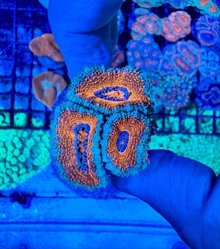 Ultra Acan