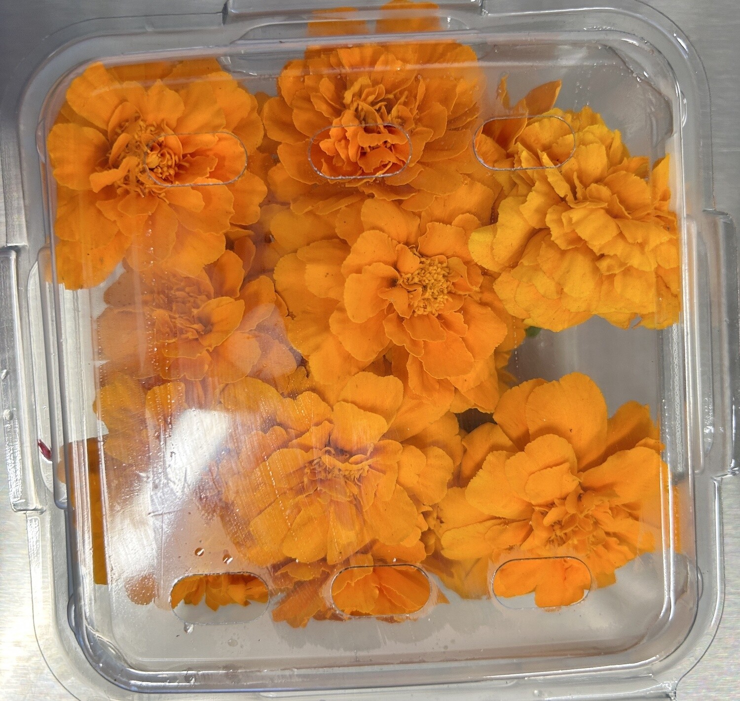 Marigold - Edible Flower - Ea