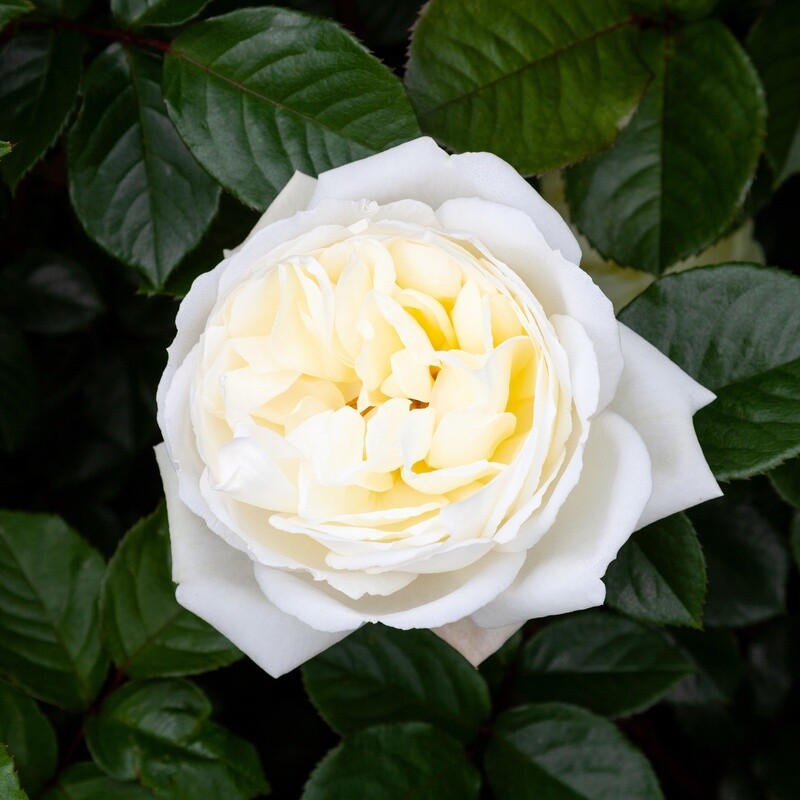 Rose Sir Edmund Hillary