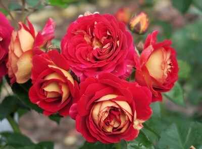 Rose William Shakespeare