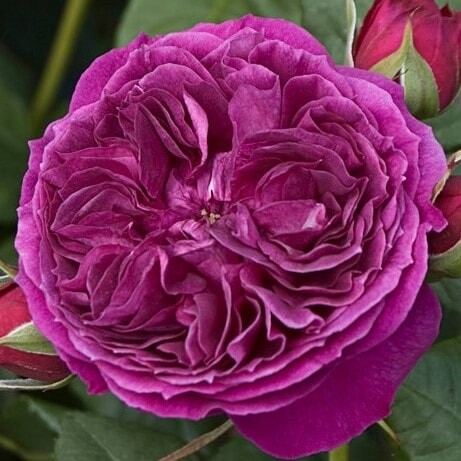 Rose Purplelicious