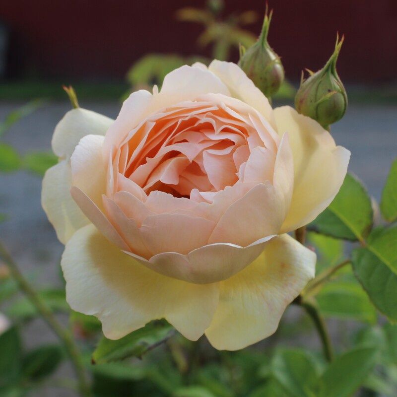 Rose Wollerton Old Hall