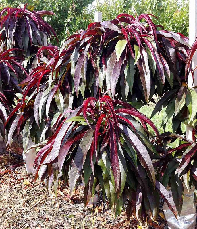 Products — Geraldine Garden Centre