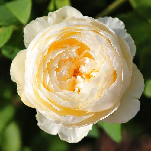 Rose Windermere