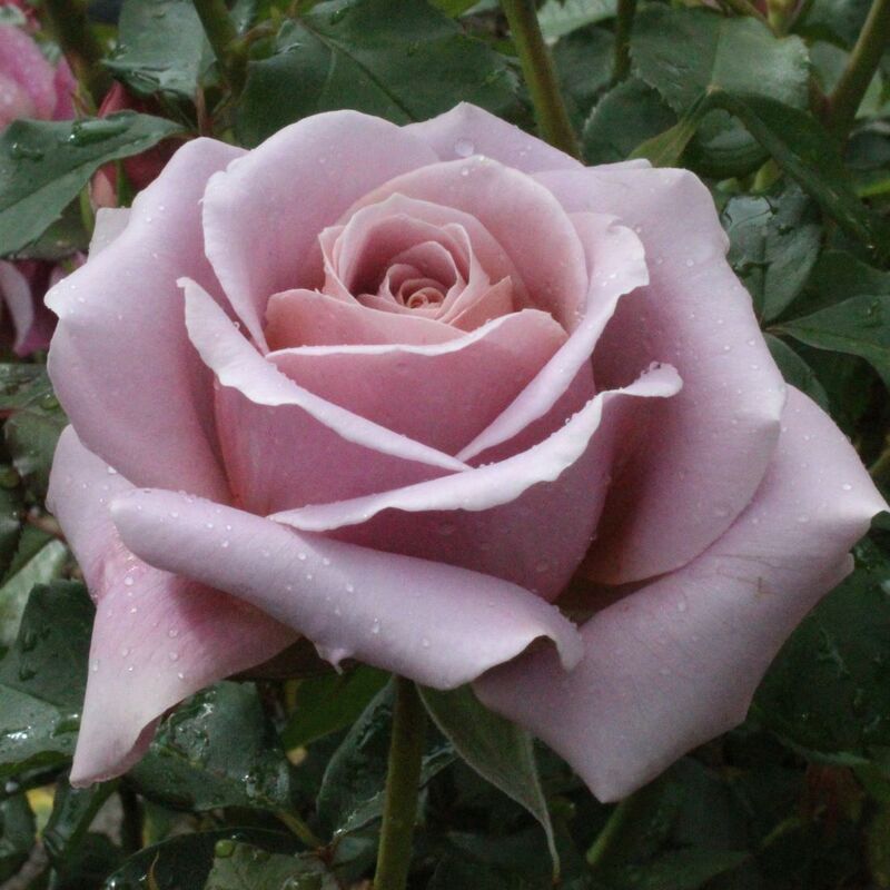 Rose Simply Gorgeous