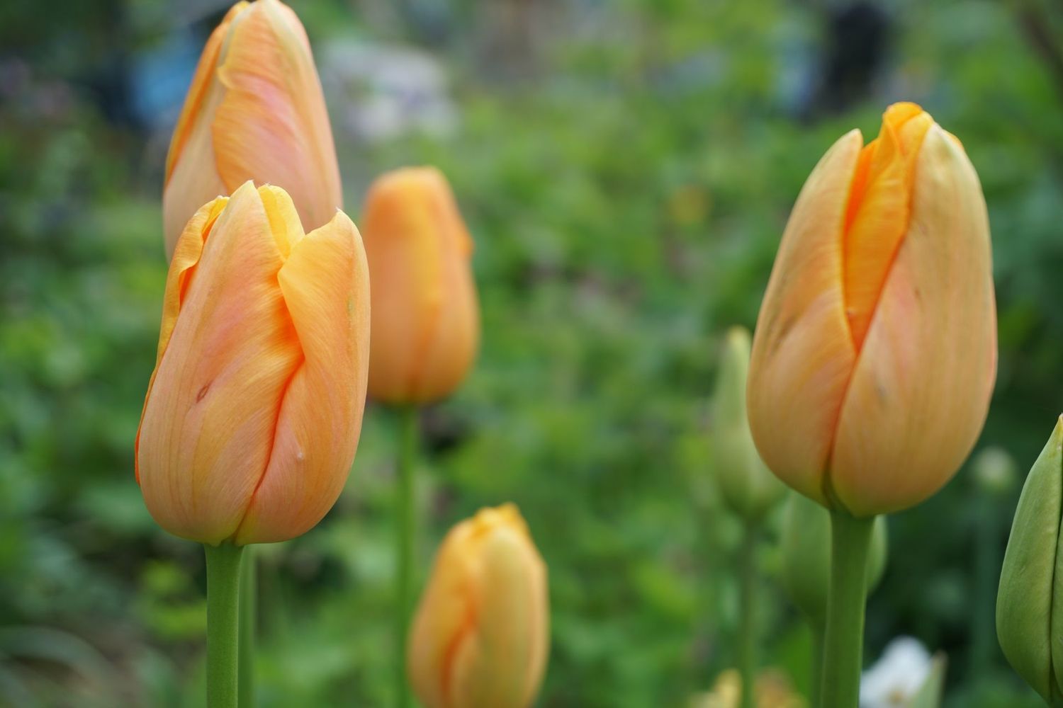 Thirty Spring Tulips