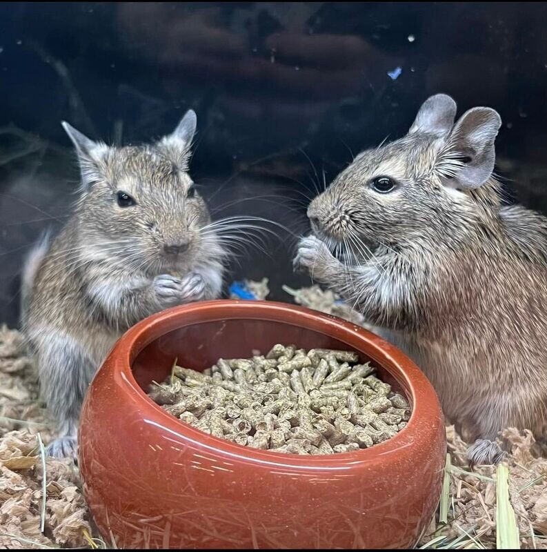 Exotic Pets for Sale | NJ Exotic Pets | New Jersey