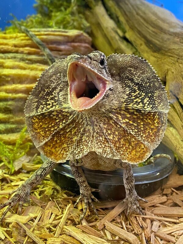 Exotic Pets for Sale | NJ Exotic Pets | New Jersey