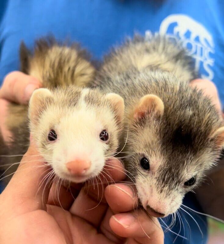 Exotic Pets for Sale | NJ Exotic Pets | New Jersey
