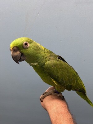 NJ Exotic Pets | The #1 Exotic Pet Store in NJ