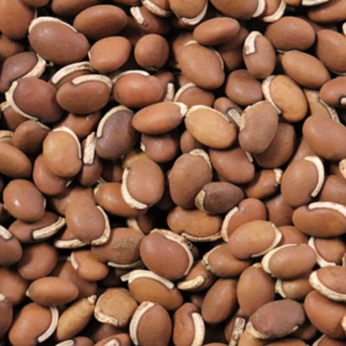 Buy Western Australian Seeds Online - Thrive Sustainability