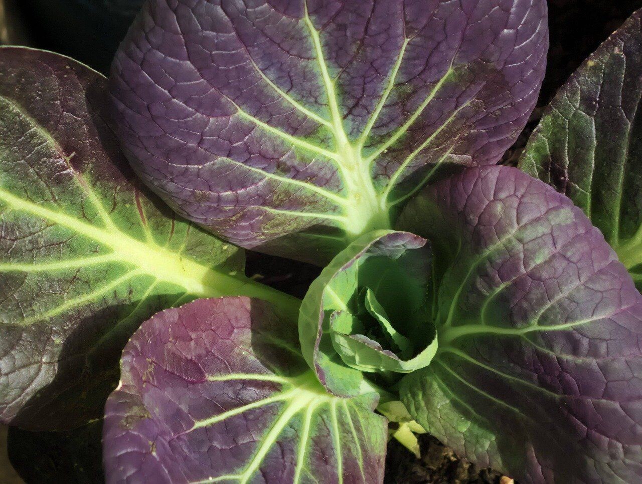 Thrive Sustainability