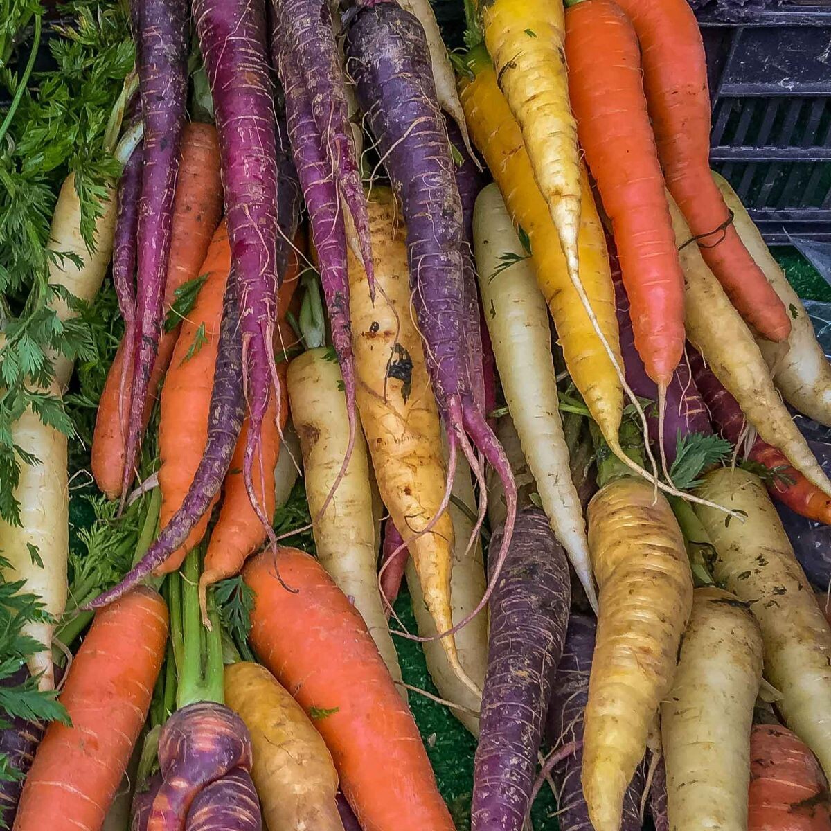 Carrot Seeds - Perth, Western Australia