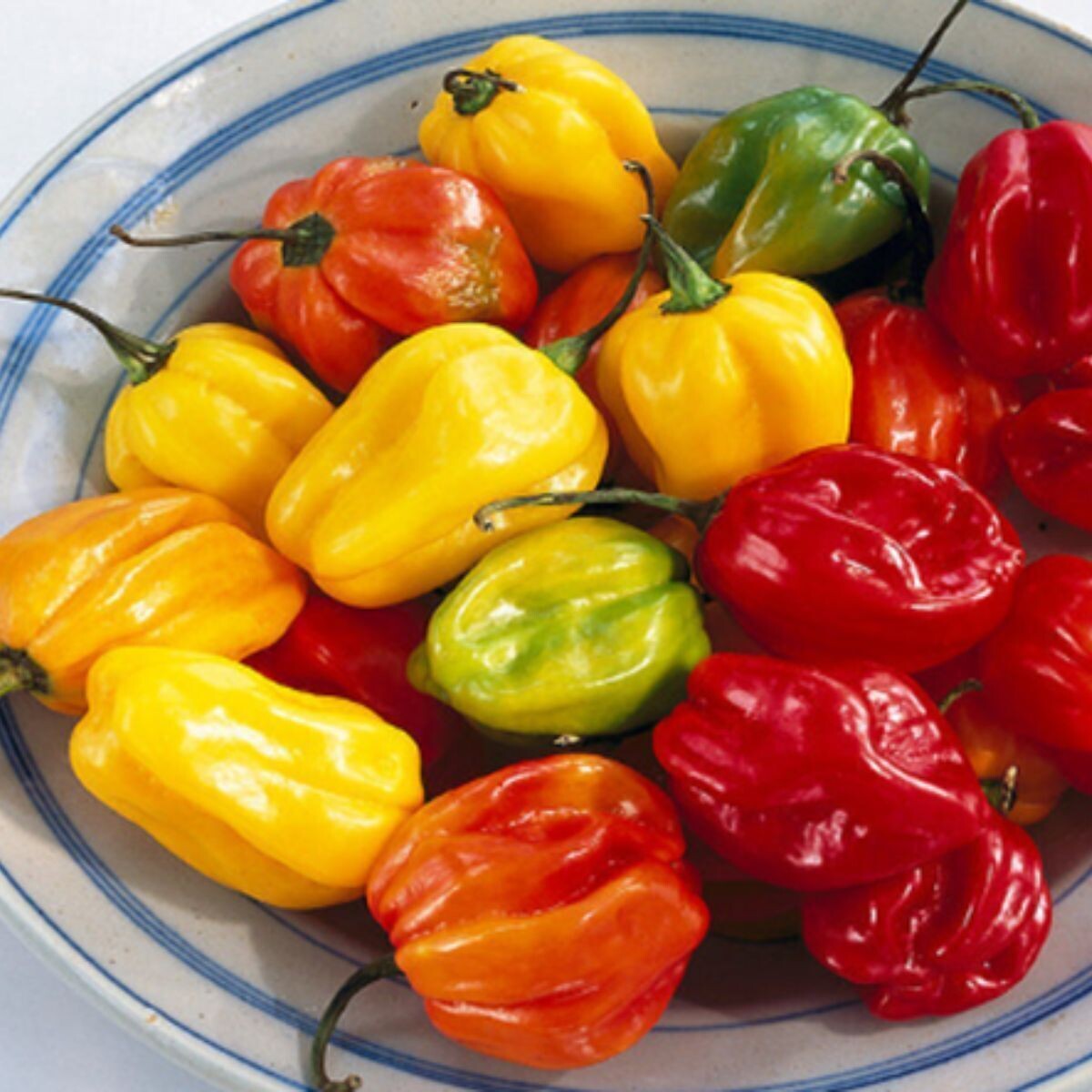 Chilli Seeds - Perth, Western Australia