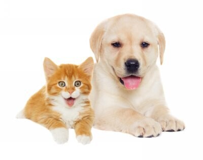 Cat & Dog Nosodes & Homeopathics