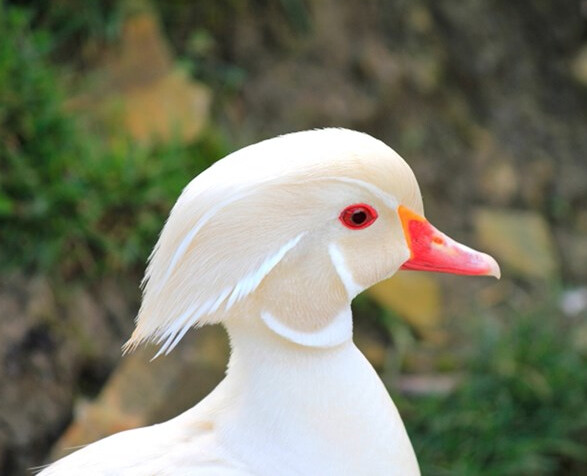 White Wood Duck