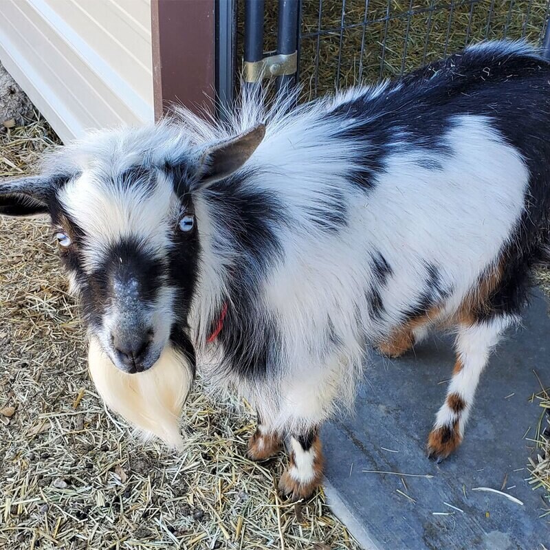 Store - Grace Hill Farm