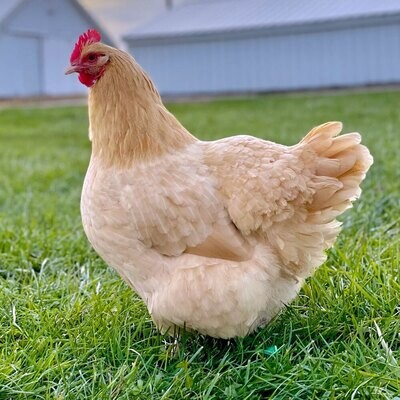 Store – Green Pasture Farm & Hatchery