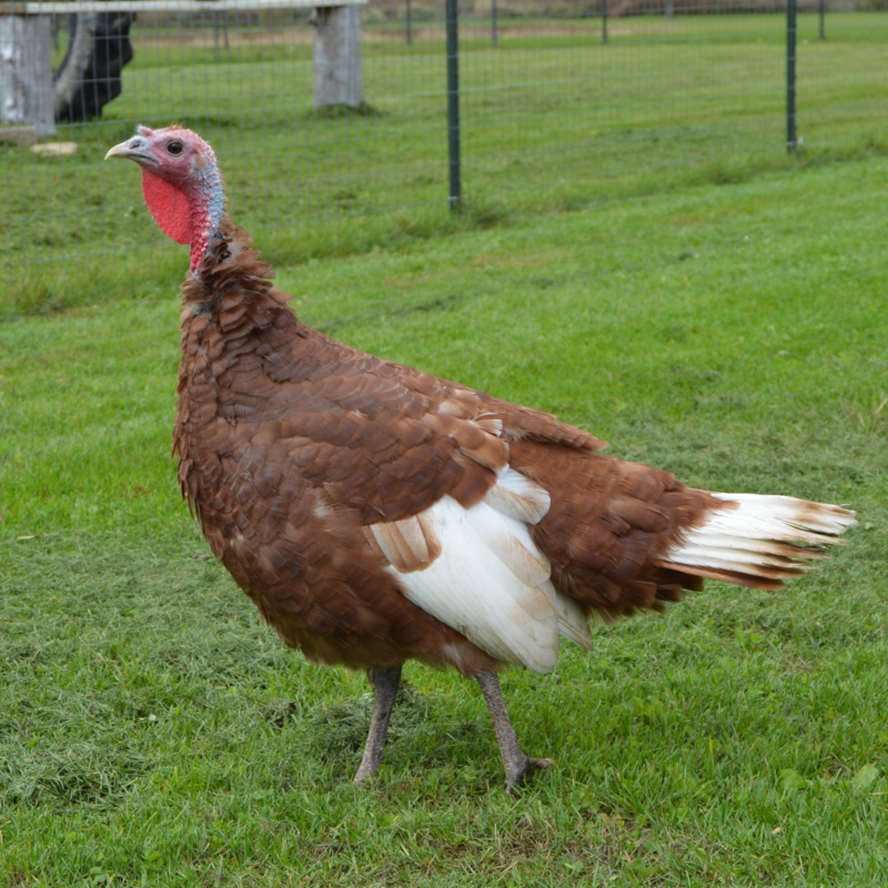 Tennessee Produce, Grass-Fed Beef, and Chicken Hatchery