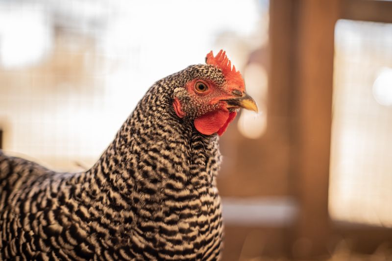 Laying Hens for Sale in Tennessee | Green Pasture Farm & Hatchery