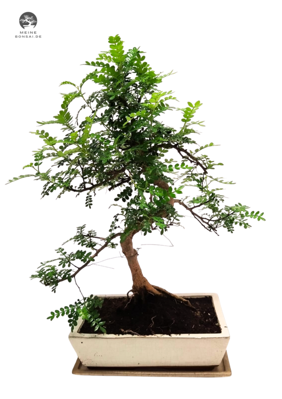 Chinesischer Pfeffer Bonsai Xanthoxylum piperitum P25 S