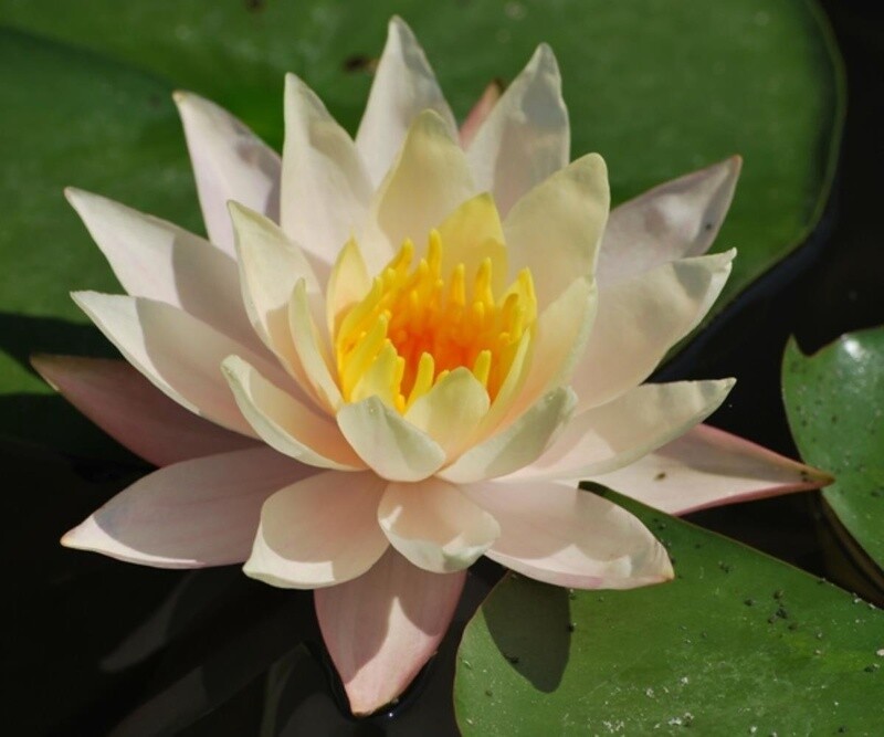 Mature Waterlily 3 Litre Peace Lily Medium