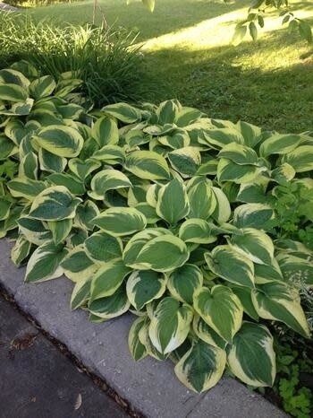 Hosta Wide Brim - 1 gal