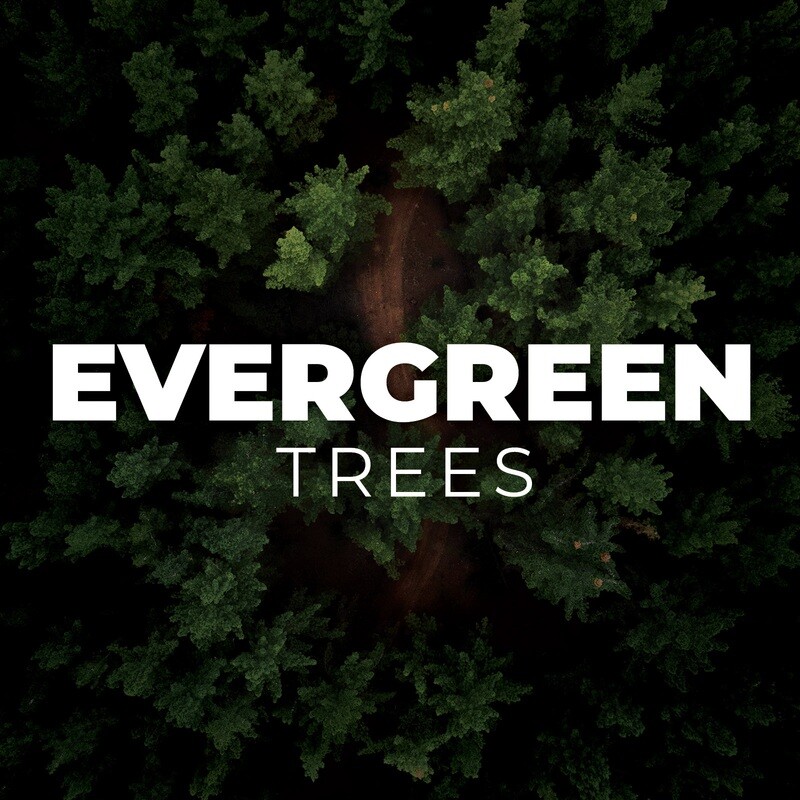 Evergreen Trees