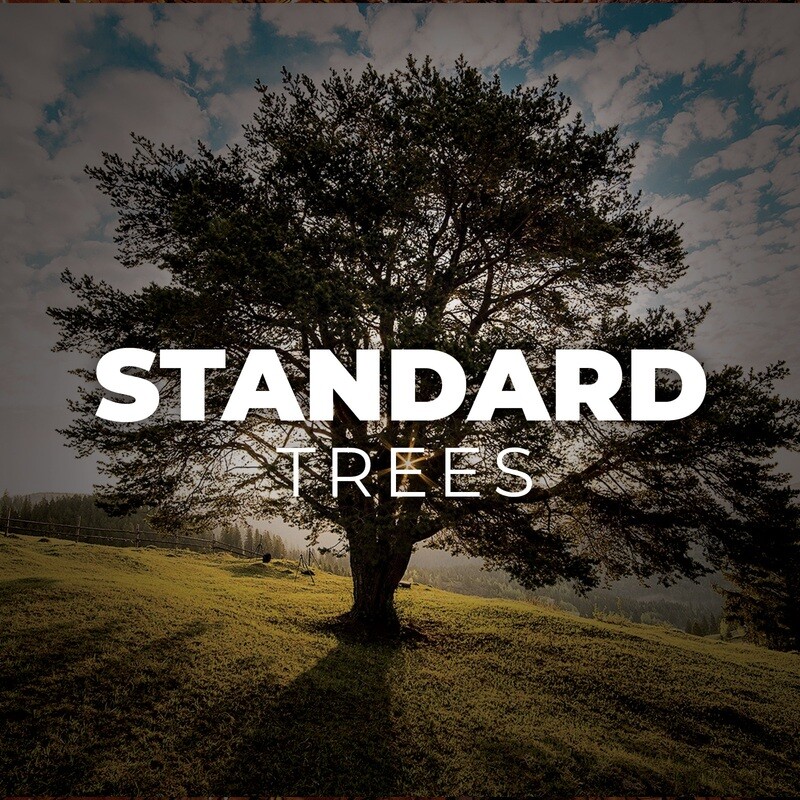 Standard Trees