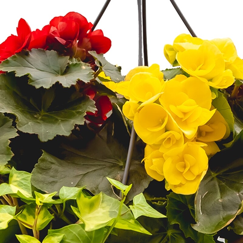 Begonia 'Rieger' - 10" HB Yellow/Red